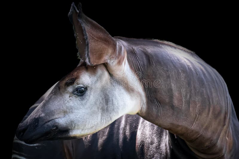 Okapi Face