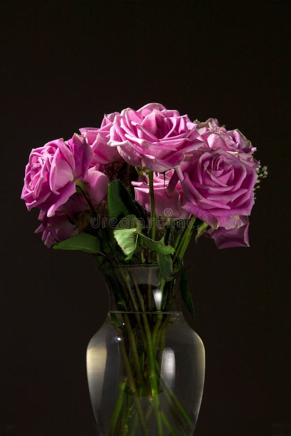 Low key rose portraiture. stock photo. Image of floral - 19908194