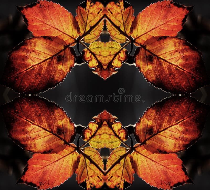 LOW KEY RUST COLOURED AUTUMN BRAMBLE LEAF REPEAT Stock Image - Image of ...