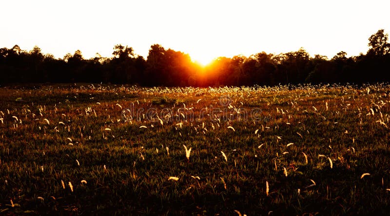 Low Key Scene of Bright Flower Grass with Background of Bright Golden ...