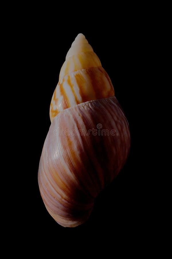 Shell stock image. Image of lambis, flash, background - 99591999
