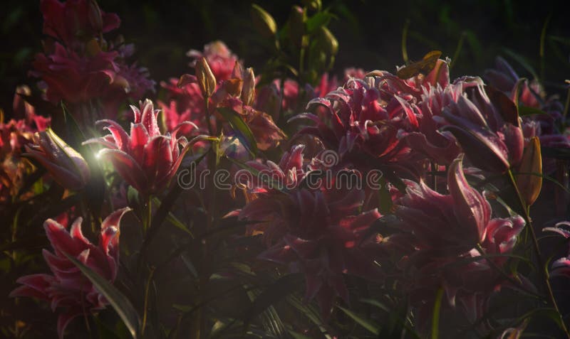 Low Key of Stargazer Lily Flower Garden in the Mist Stock Image - Image ...