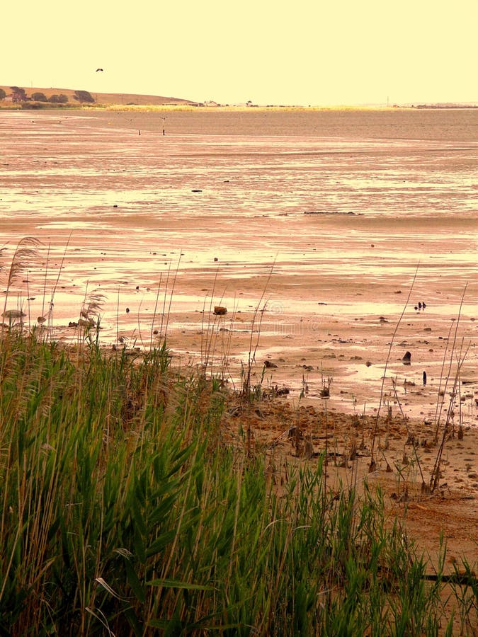 Low Lake Albert stock photo. Image of south, rural, environmental - 4847434