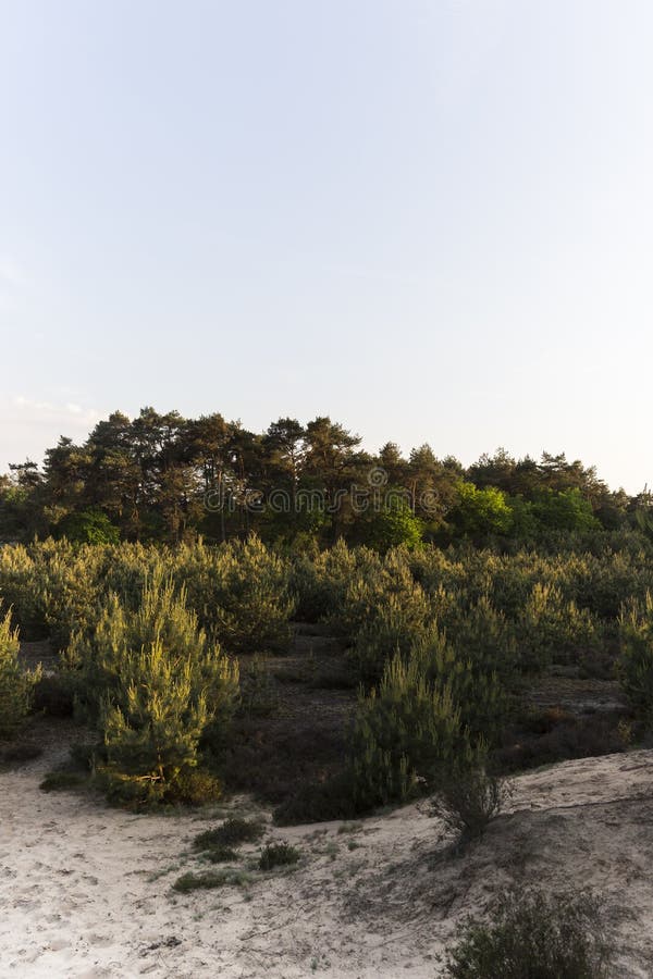 Low Laying Forest in Dutch Landscape Stock Photo - Image of hill ...