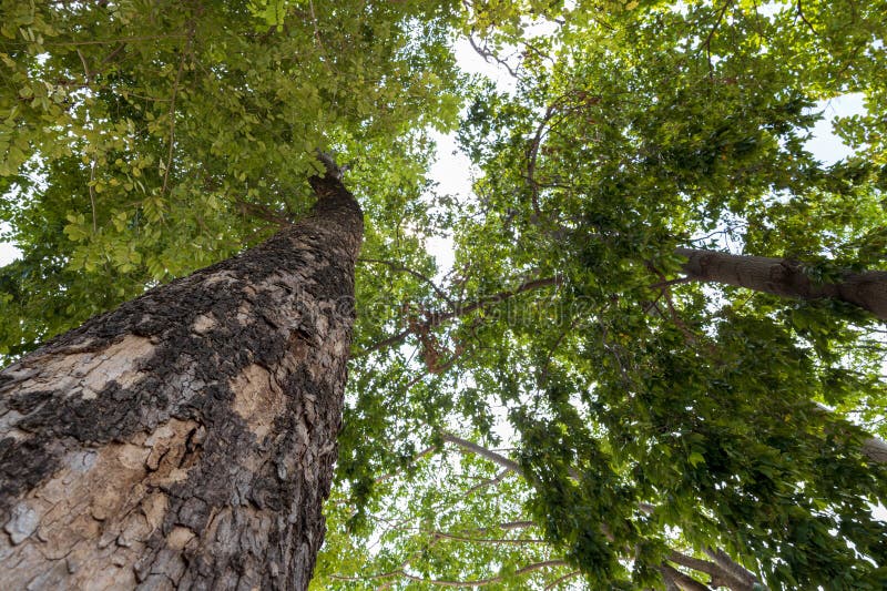 A Low-level Ant-eye View, Looking through the Base of a Large, Towering ...