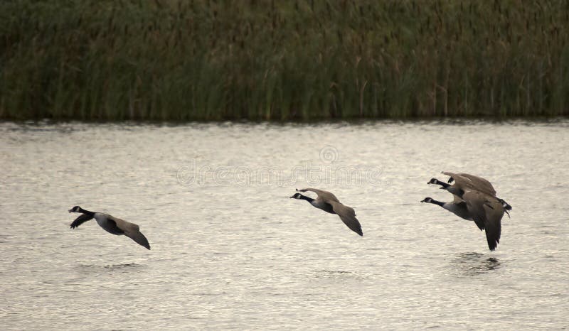 Bean geese in flight stock photo. Image of move, animal - 40381658