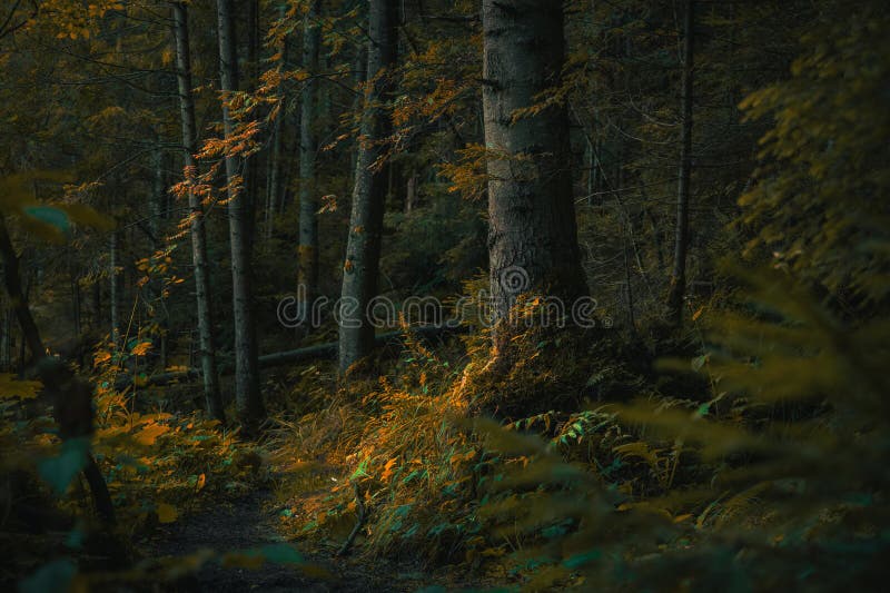 Low Light Autumn Forest Landscape Deep Woods Tree and Plants Local ...