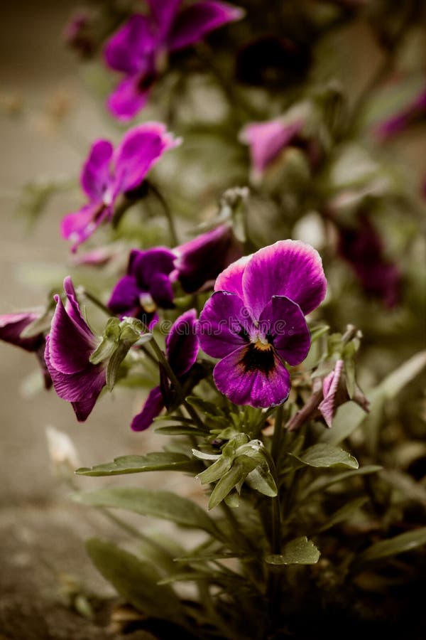 Low Light Photo of Garden Flowers Stock Photo - Image of shrub, nature ...