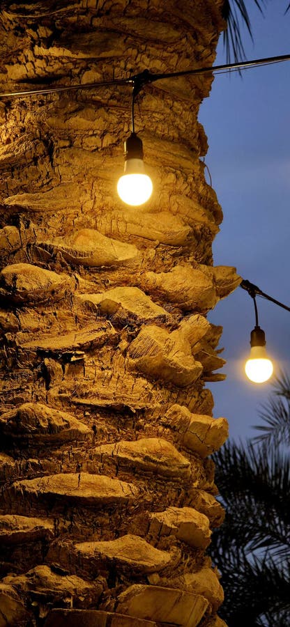 Low-light Photograph of String Lights Hanging between Palm Trees. Stock ...