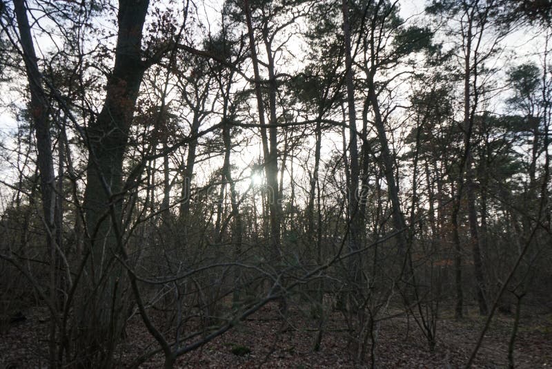 The Low-lying Sun Shines through the Branches of Trees in the Winter ...