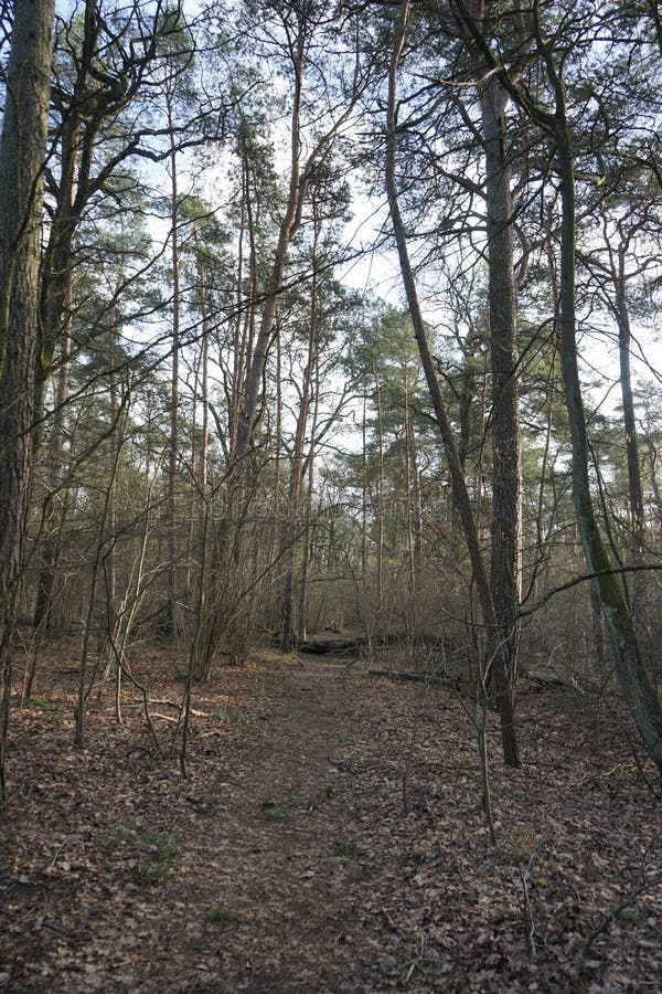 The Low-lying Sun Shines through the Branches of Trees in the Winter ...