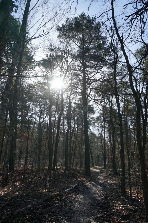 The Low-lying Sun Shines through the Branches of Trees in the Winter ...