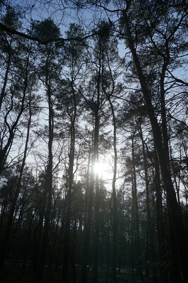 The Low-lying Sun Shines through the Branches of Trees in the Winter ...