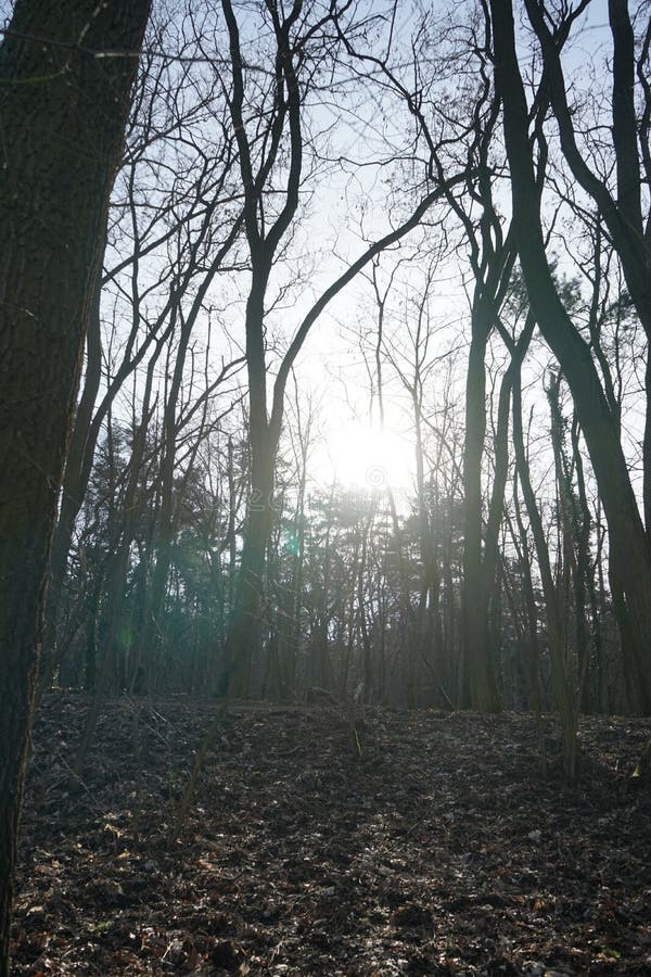 The Low-lying Sun Shines through the Branches of Trees in the Winter ...