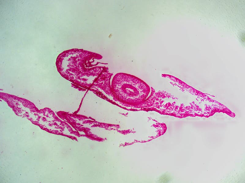 Histology Microscope Image of Planaria Cross Section (40x) Stock Image ...