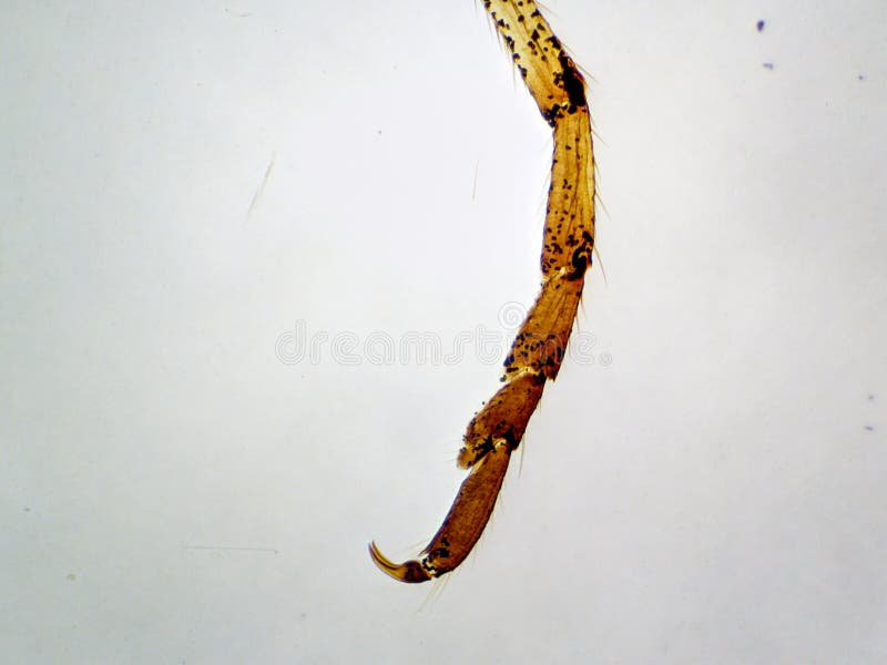 281 Insect Leg Microscope Stock Photos - Free & Royalty-Free Stock ...