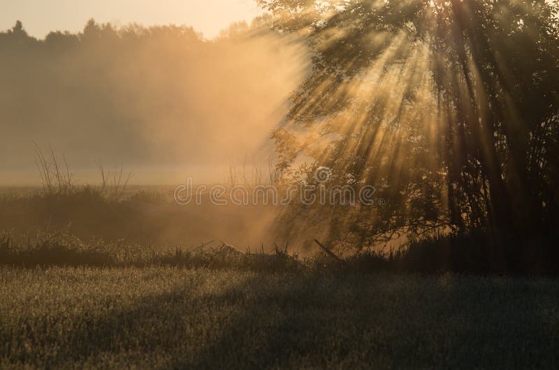 Low Mist with Sun Rays Rising between Trees Stock Image - Image of mist ...