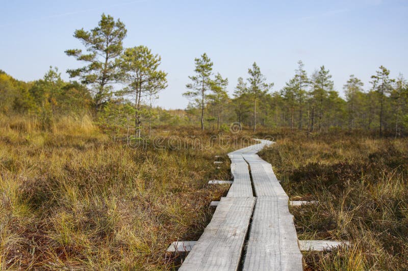 Bog in North Europe. Low Nutrient Bog Has Mainly Stunted Trees and Moss ...