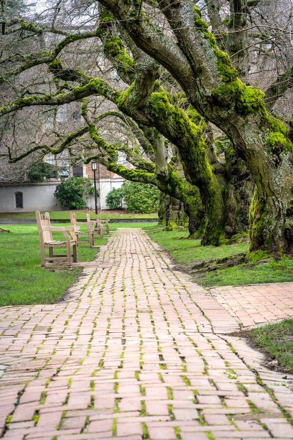 254 University Washington Campus Trees Stock Photos - Free & Royalty ...
