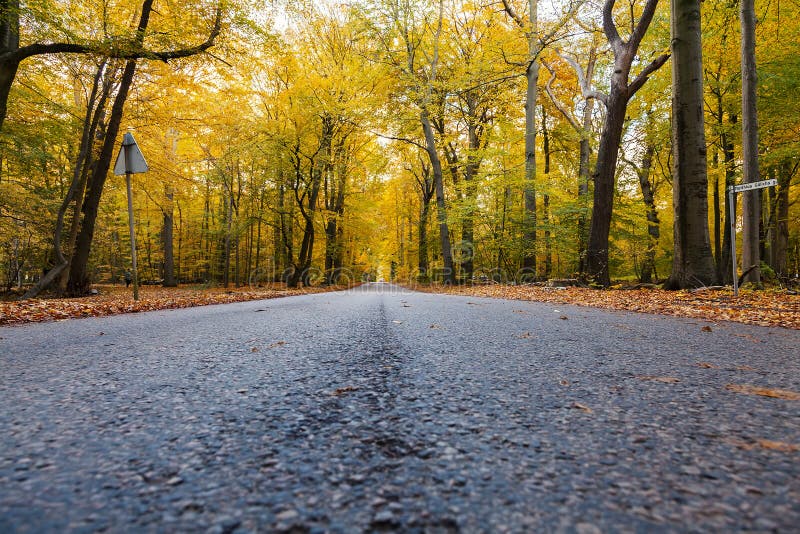 Low Perspective Forest Road Stock Photo - Image of road, foliage: 80151590