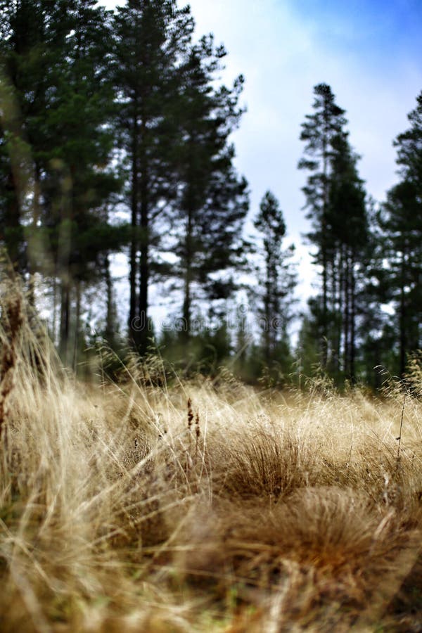 Low Perspective Shot of Dry Grass on Autumnal Meadow Stock Image ...