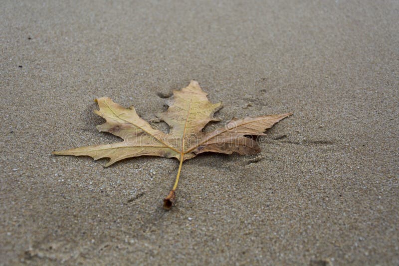 Single leave on the beach stock image. Image of backdrop - 106667465