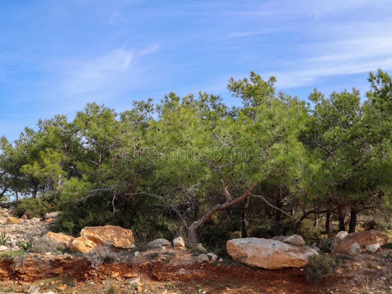 Low Pine Trees Growing in Rocky Terrain. Stock Photo - Image of ladies ...