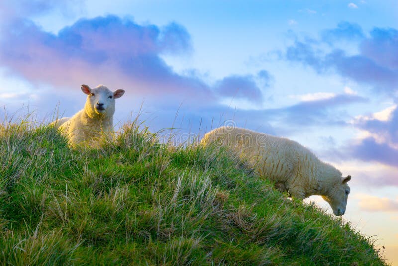 Low point of view of lamb stock image. Image of animal - 151846171