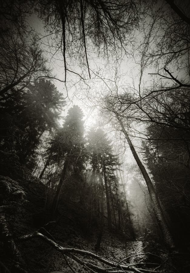 Path in Dark and Scary Forest Stock Image - Image of haunted, eerie ...