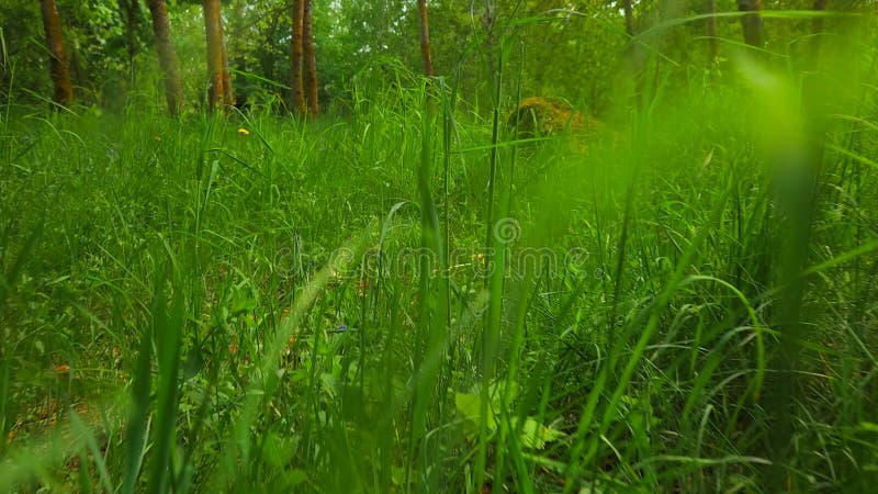 Low Point of View of Movement through the Grass in a Forest Stock Video ...