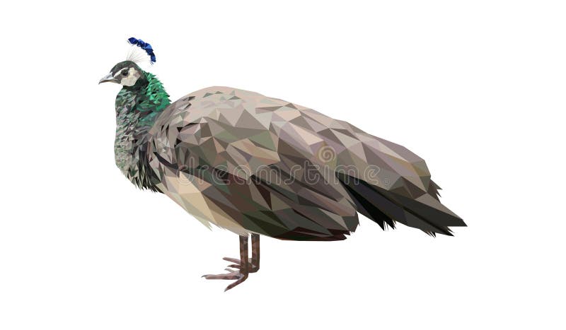Low Poly Peacock Stock Illustrations – 73 Low Poly Peacock Stock ...