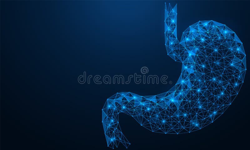 Low-poly Stomach. Human Digestive Organ Stock Vector - Illustration of ...