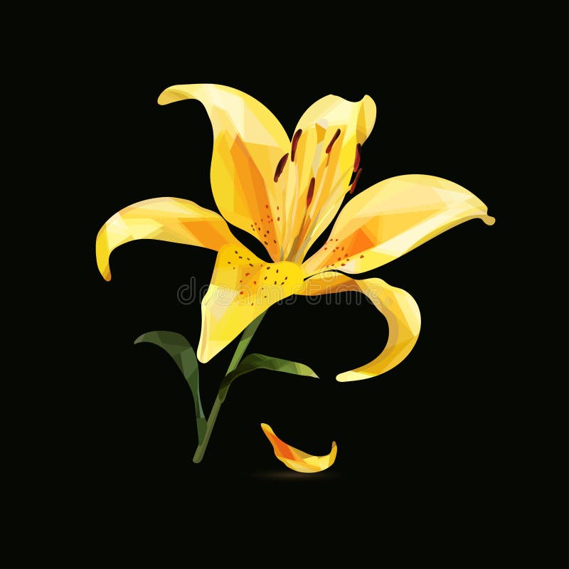 Low Poly Yellow Delicate Lily Flower on a Dark Background. Vector ...