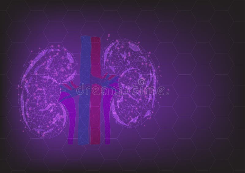 Low Polygon Transparent Part of Human Kidney Stock Vector ...