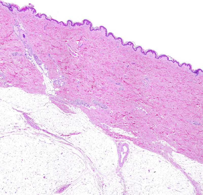 Hypodermis Histology