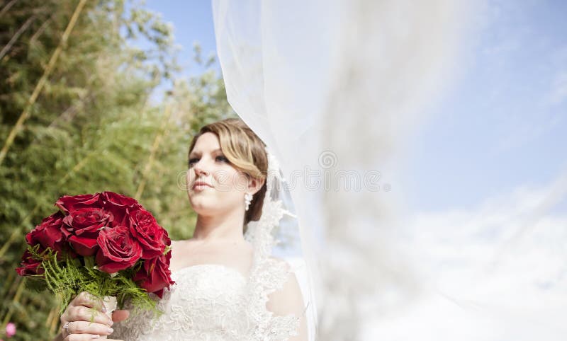 Bride with Long Veil Blowing in Wind Stock Photo - Image of blowing ...