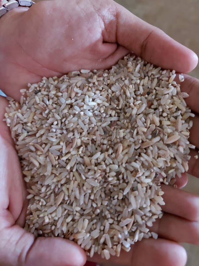 The Low Quality of Rice stock photo. Image of grass - 222873822