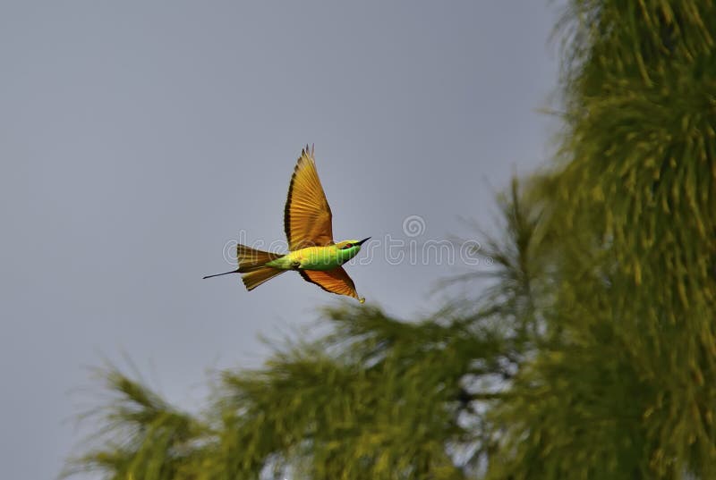 Low Angle of a Rainbow Bee-eater Bird Flying Above Green Leaves of a ...