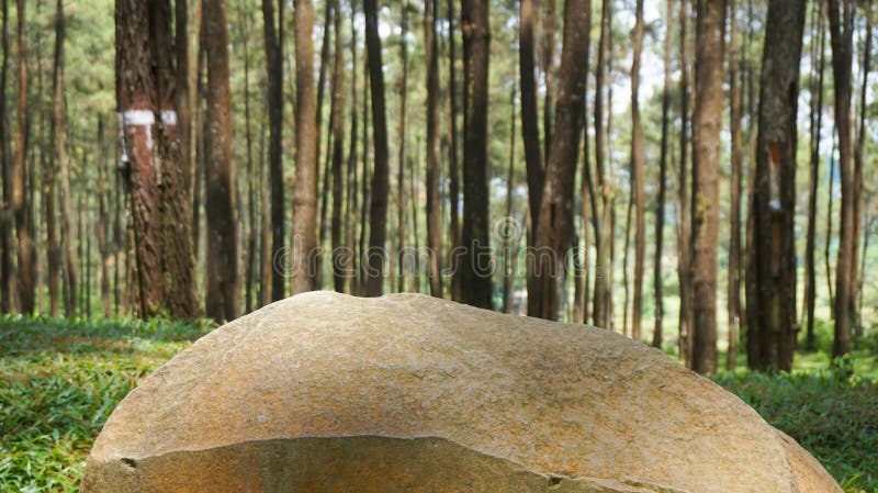 Low Round Stone Under Pine Tree Shade Stock Photo - Image of shady ...