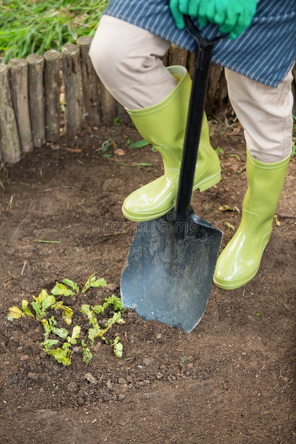 Low Section of Gardener with Shovel at Garden Stock Image - Image of ...