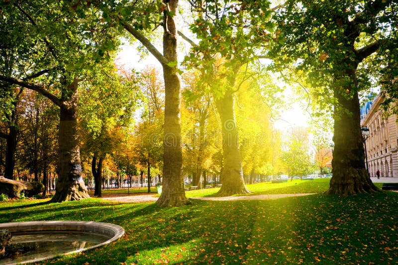 Low Setting Sun in Green Park Stock Photo - Image of backlight, natural ...