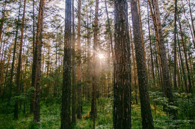 Low Setting Sun in the Pine Forest in Summer Stock Photo - Image of ...