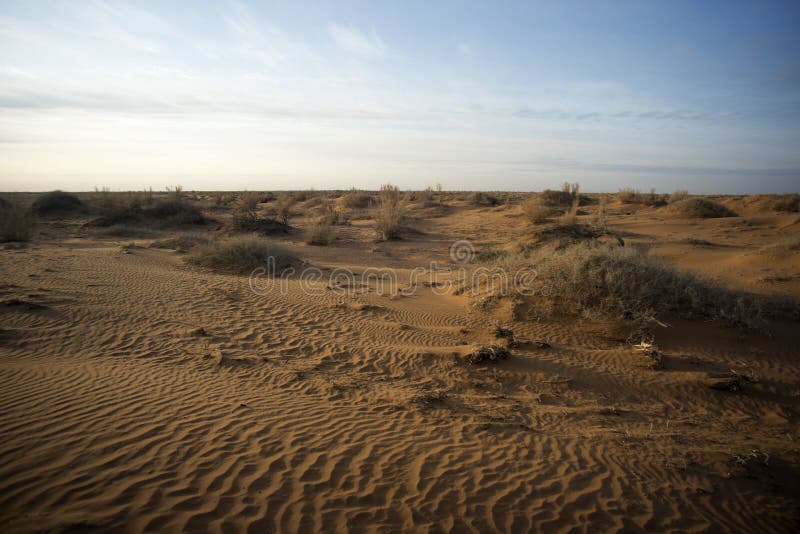 Low shrubs in arid desert. stock photo. Image of ridge - 126515460
