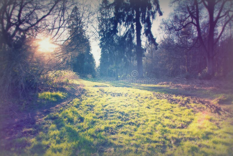Low Sun through Trees in the Woods Stock Image - Image of green, sparse ...