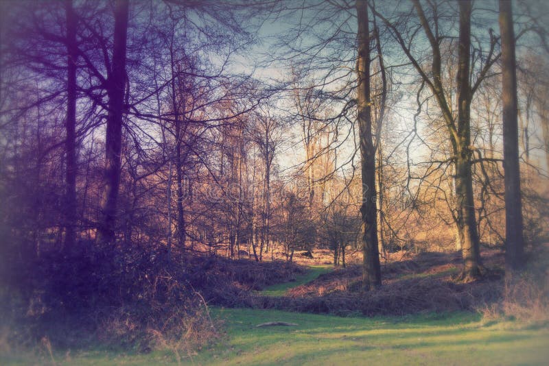 Low Sun through Trees in the Woods Stock Image - Image of beautiful ...