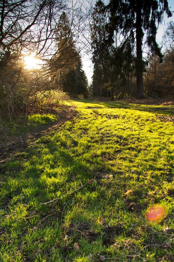 Low Sun through Trees in the Woods Stock Photo - Image of winter, green ...