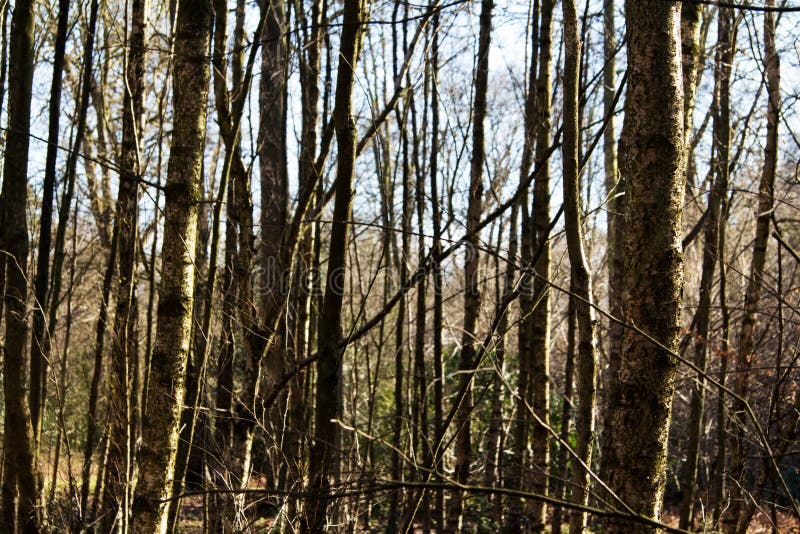Low Sun Through Trees In The Woods Stock Image - Image of peaceful ...