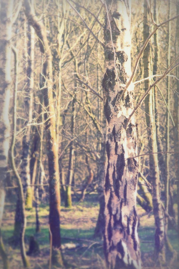 Low Sun through Trees in the Woods Stock Photo - Image of forest ...