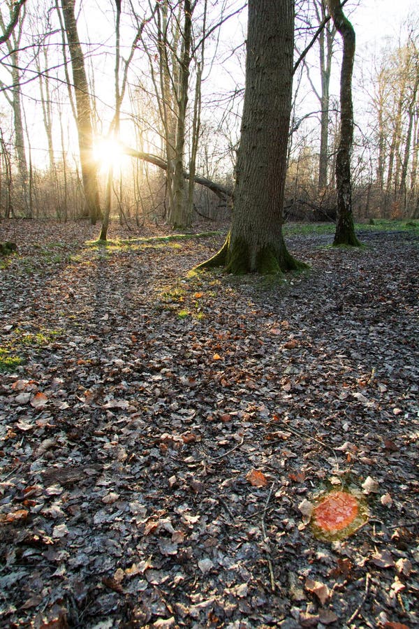 Low Sun through Trees in the Woods Stock Image - Image of green ...