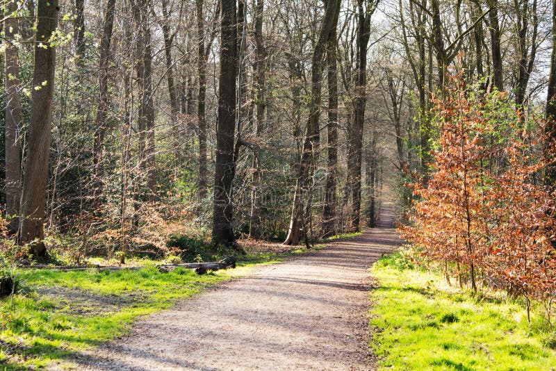 Low Sun through Trees in the Woods Stock Image - Image of wood, light ...